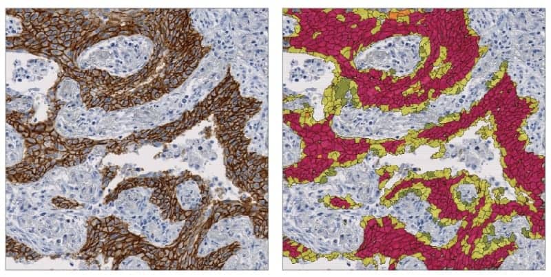 Navigating Pathology Risk | Clinical Lab Products