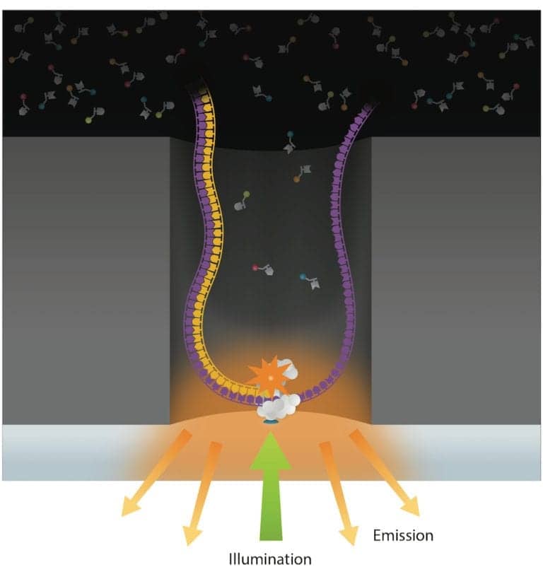 What Is SMRT Sequencing? | Clinical Lab Products