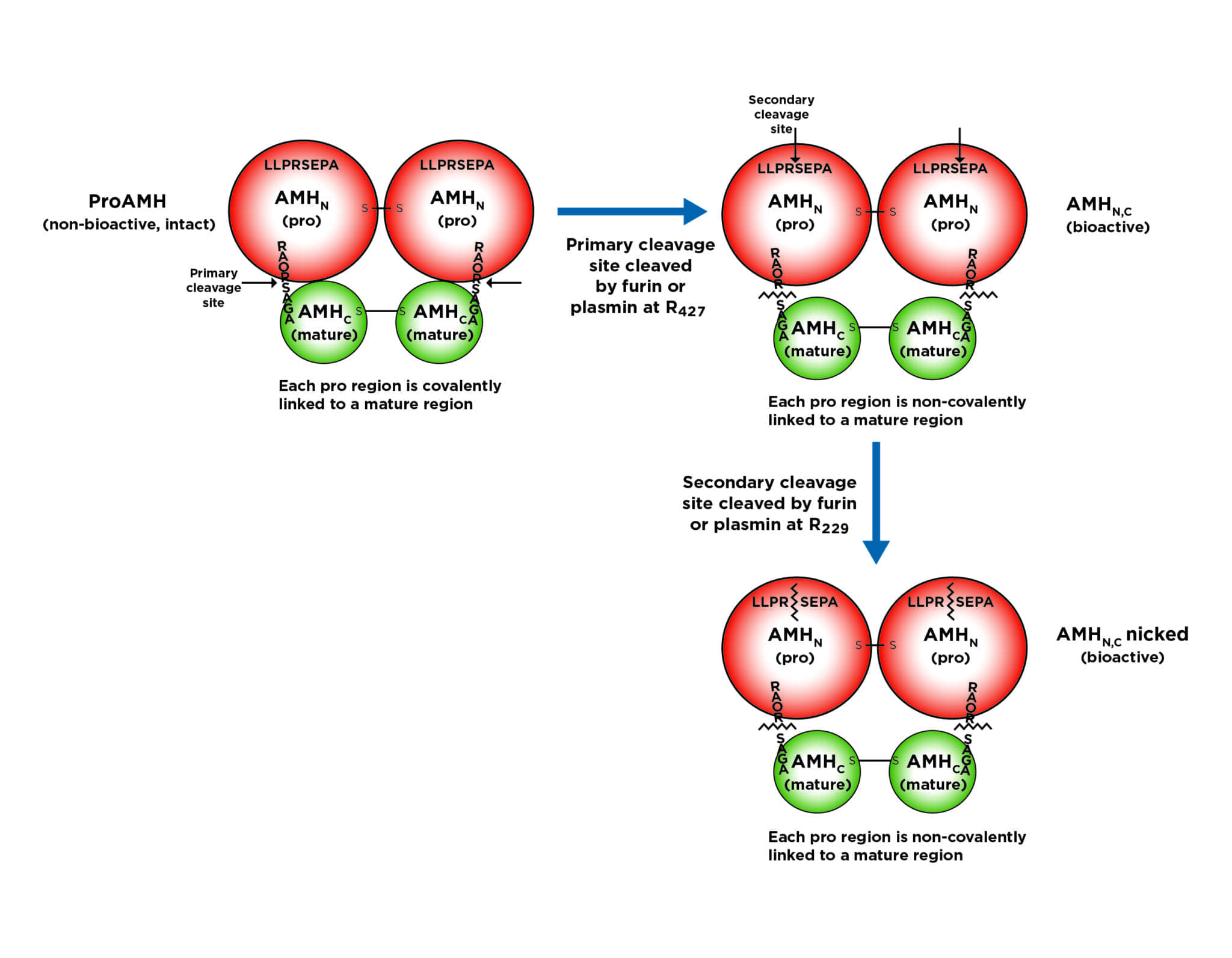 Anti-Müllerian hormone testing - Clinical Lab Products