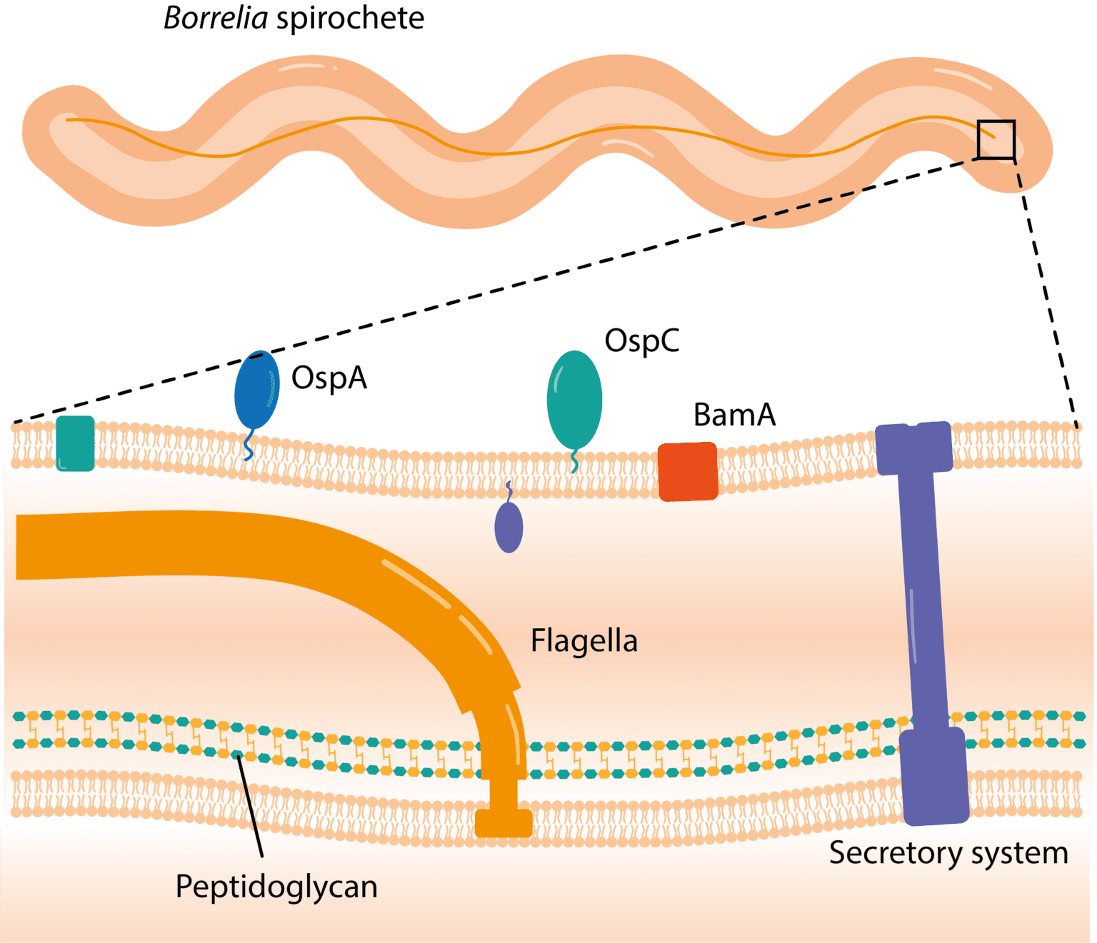 The Challenge of Lyme | Clinical Lab Products