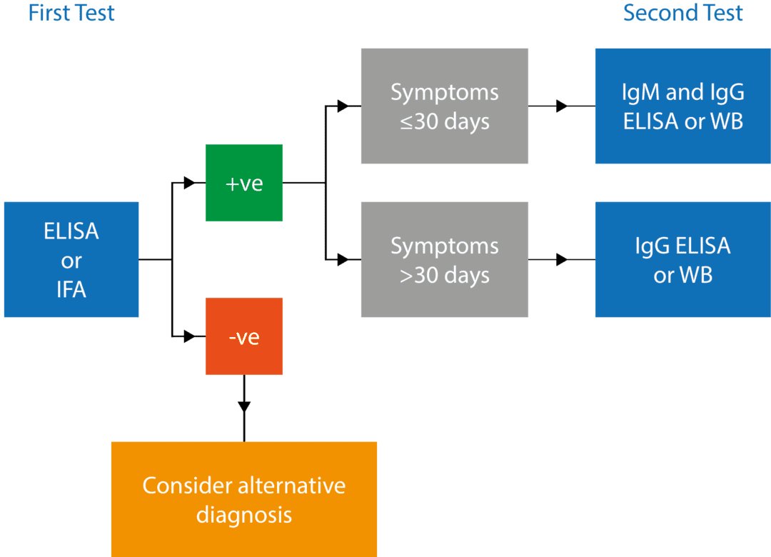 The Challenge of Lyme | Clinical Lab Products
