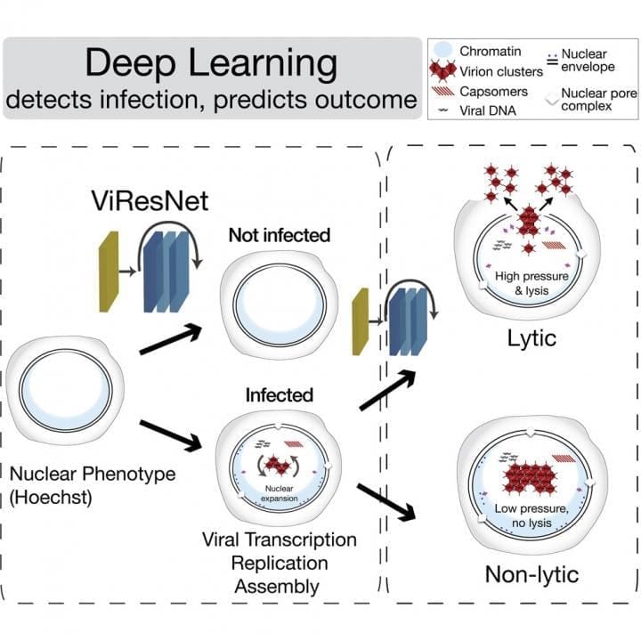 Viral Infections Predicted With Microscopy Deep Learning | Clinical Lab ...