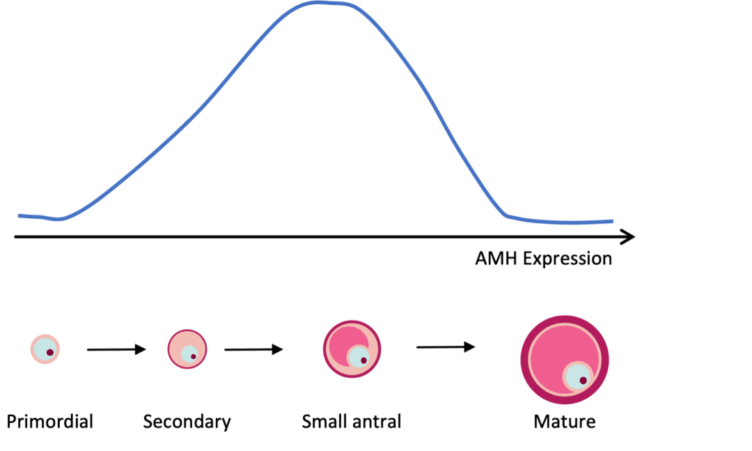 Unlocking the Secrets of Ovarian Reserve and Anti-Mullerian Hormone