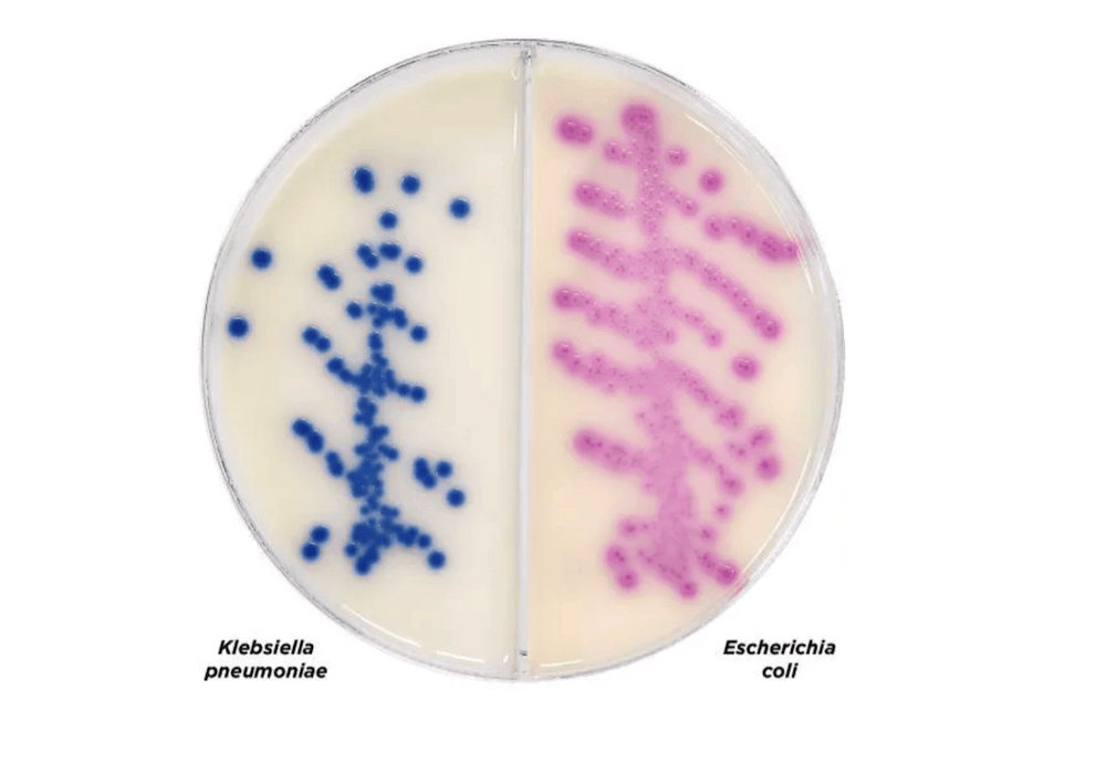 Hardy Diagnostics Unveils Chromogenic Biplate to Detect Healthcare ...