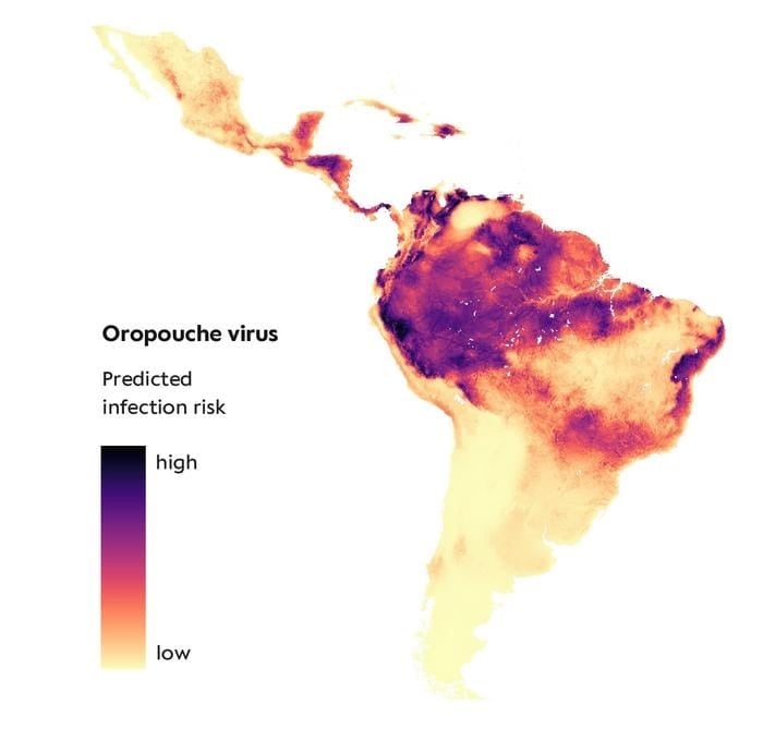 Oropouche Virus Is Both Mysterious and Common | Clinical Lab Products